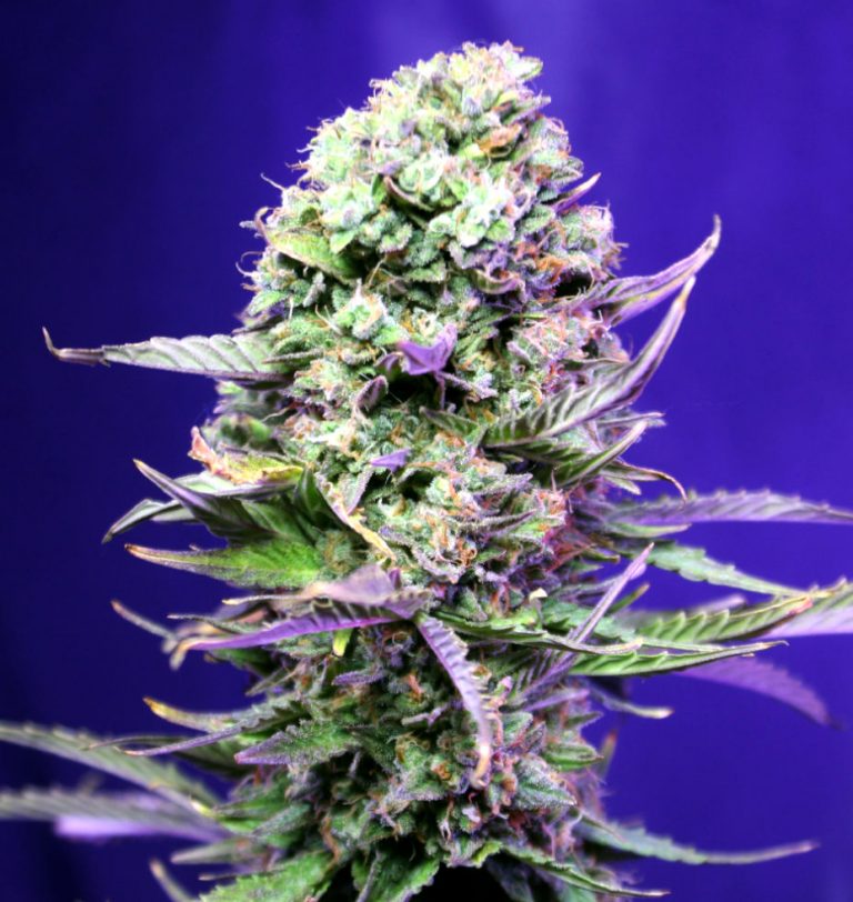 AFGHAN STORM AUTO – Greenbud seeds