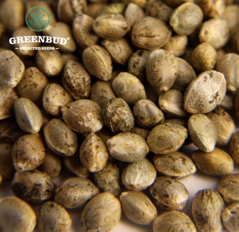 AFGHAN STORM AUTO – Greenbud seeds