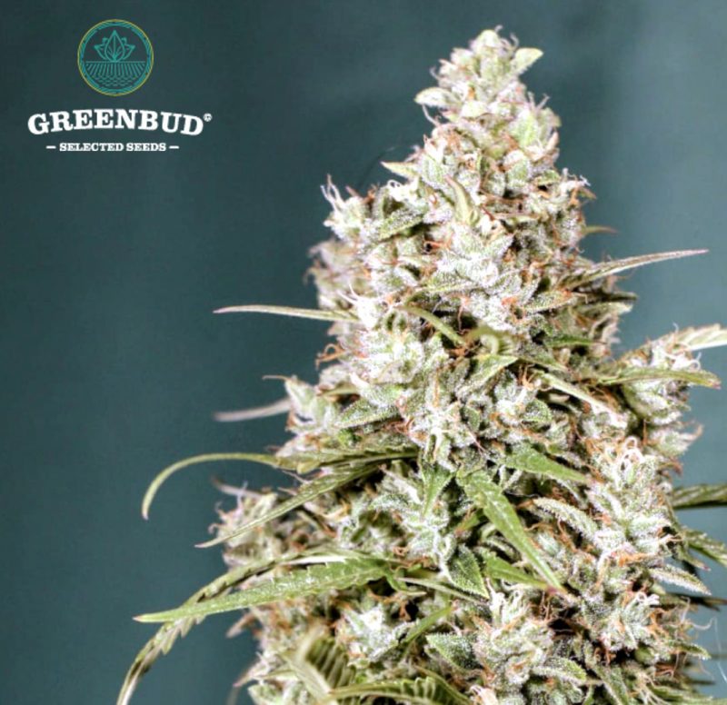 BLACKOUT EXPRESS – Greenbud seeds