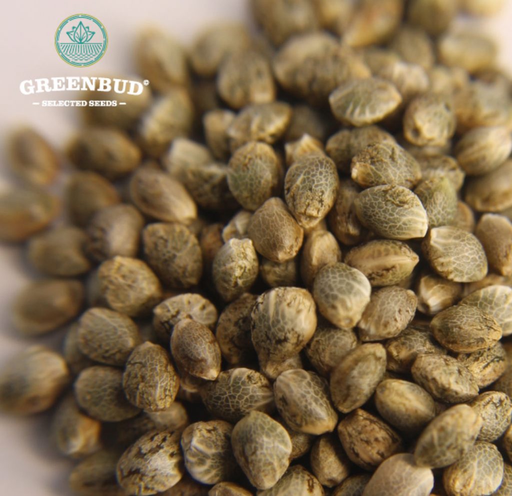 BLACKOUT EXPRESS – Greenbud seeds