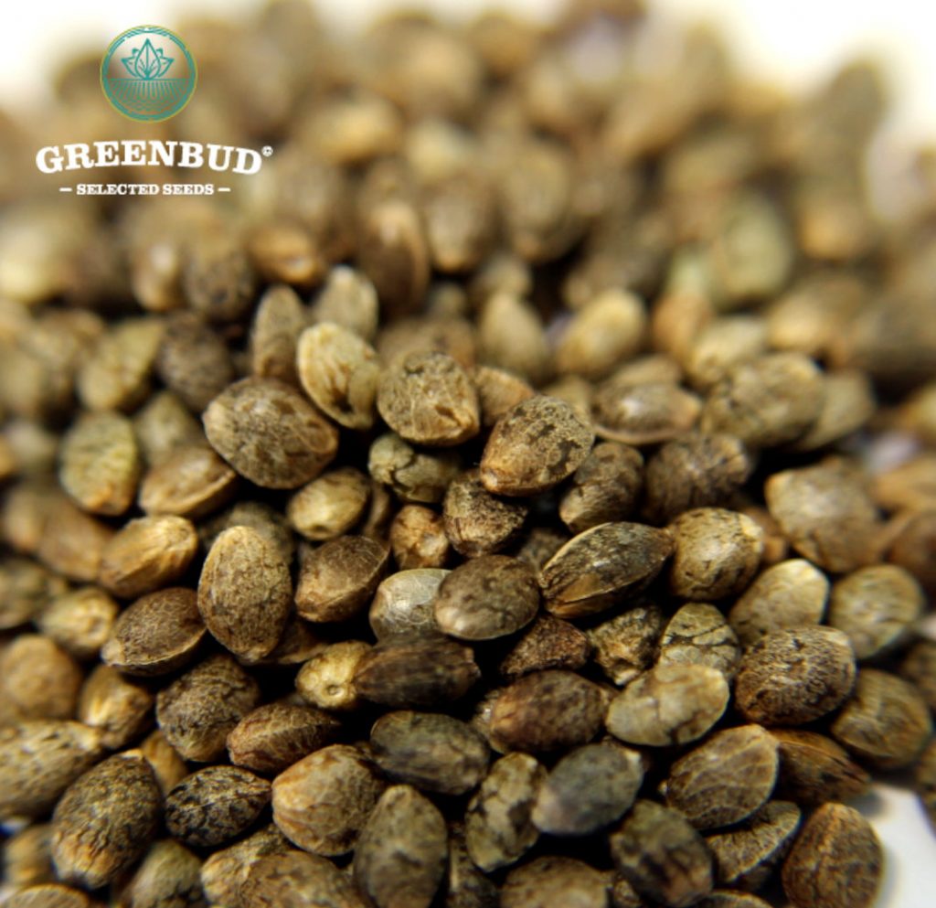 POLAR EXPRESS – Greenbud seeds