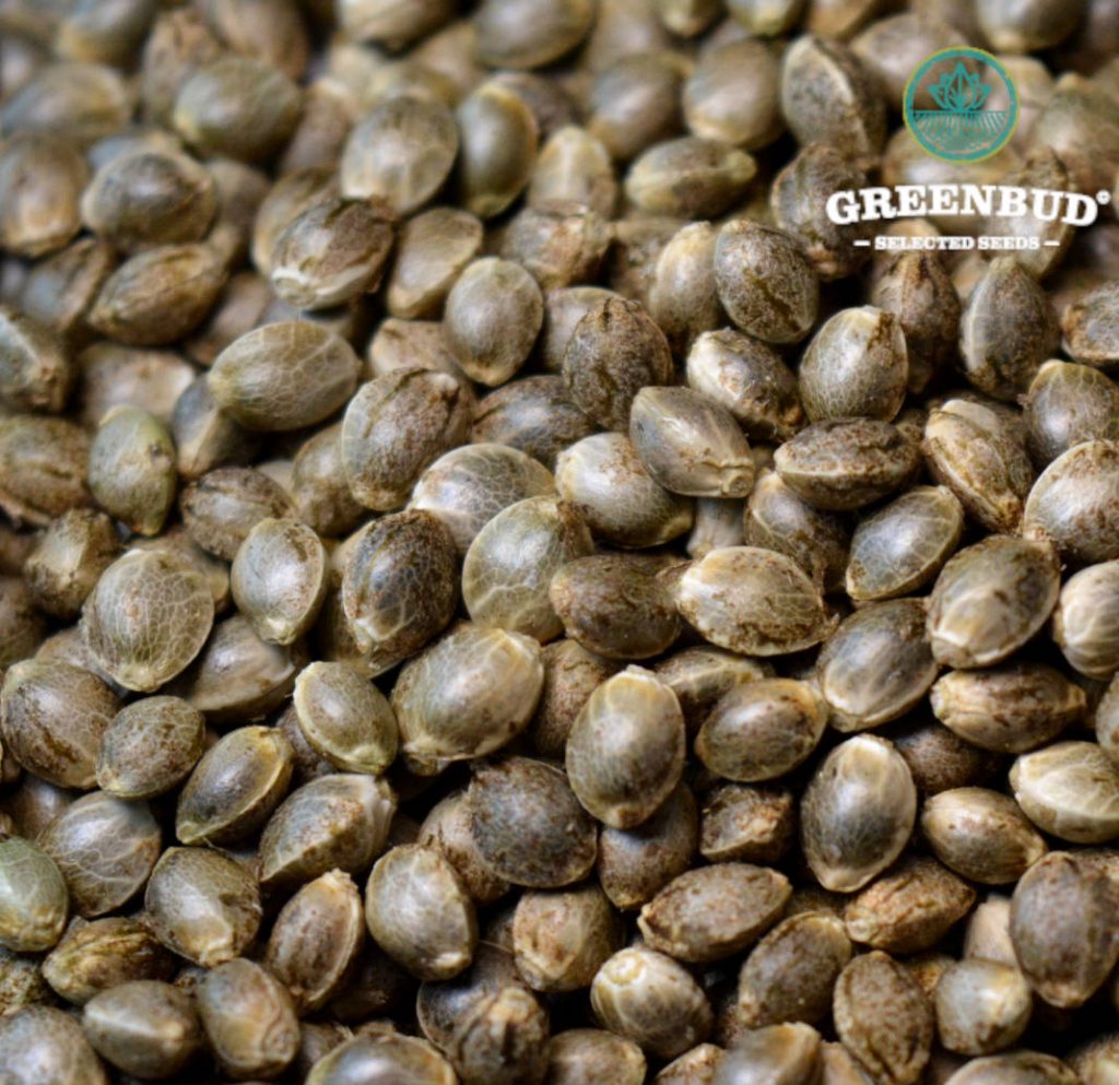 CHOCO CANDY – Greenbud seeds