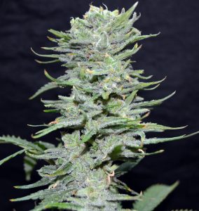 LEMON PIE – Greenbud seeds