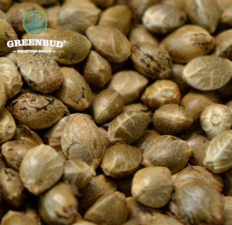 LEMON PIE – Greenbud seeds