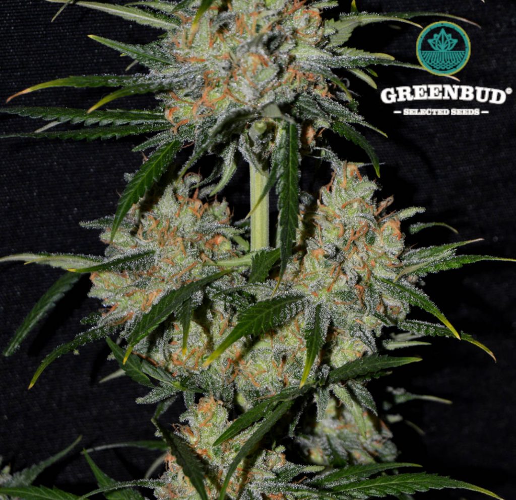SNOW RIPPER – Greenbud seeds
