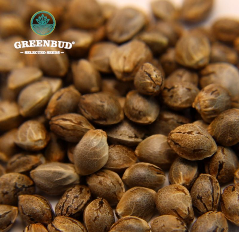 SNOW RIPPER – Greenbud seeds