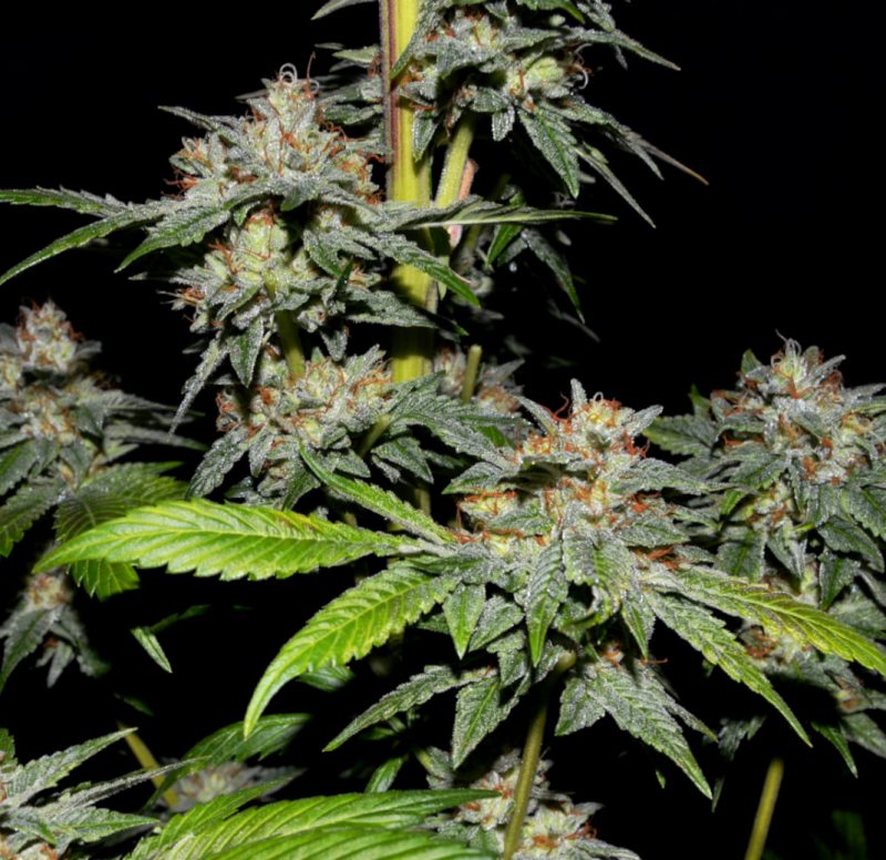 BLUEBERRY 99 EARLY VERSION – Greenbud seeds