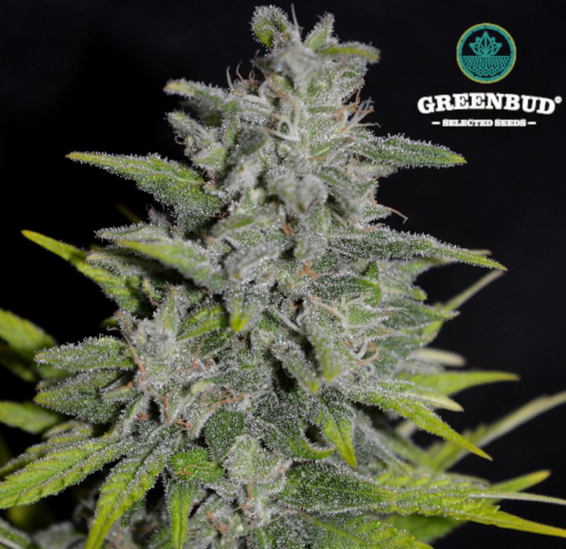 CHOCO CANDY EARLY – Greenbud seeds