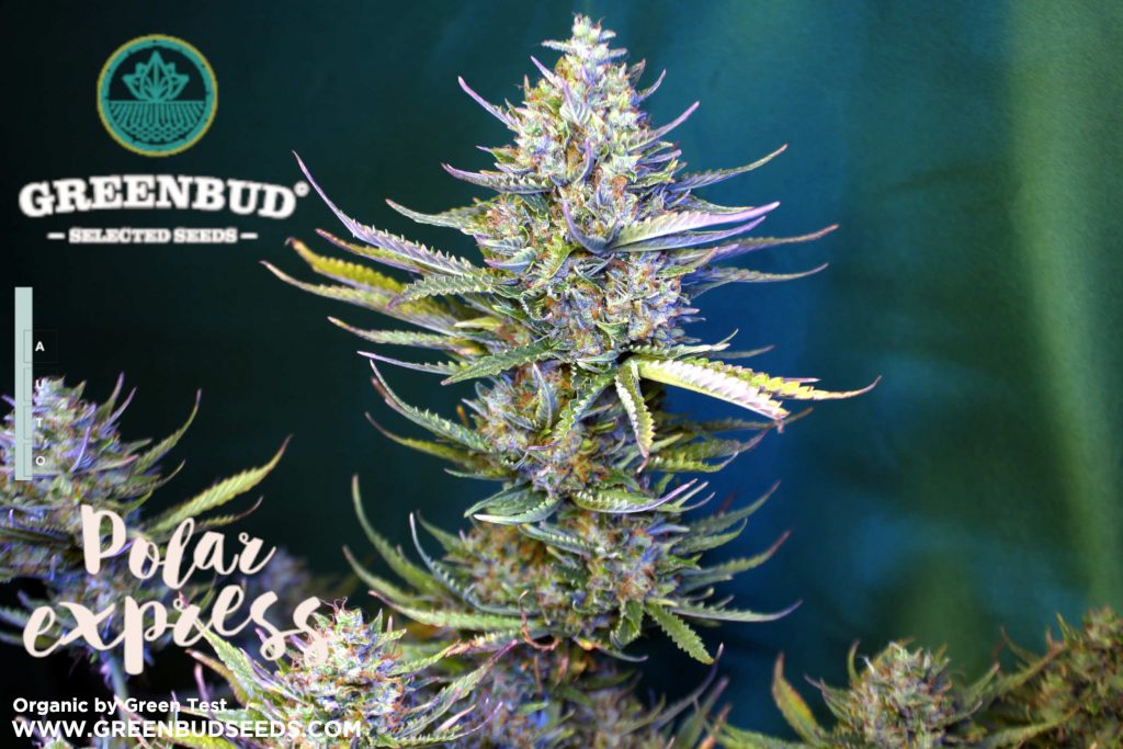 POLAR EXPRESS * Follow up * – Greenbud seeds