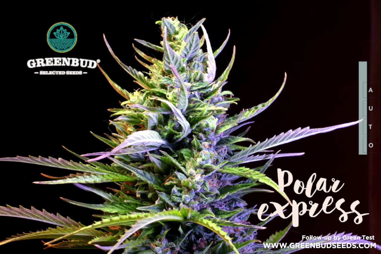 POLAR EXPRESS * Follow up * – Greenbud seeds