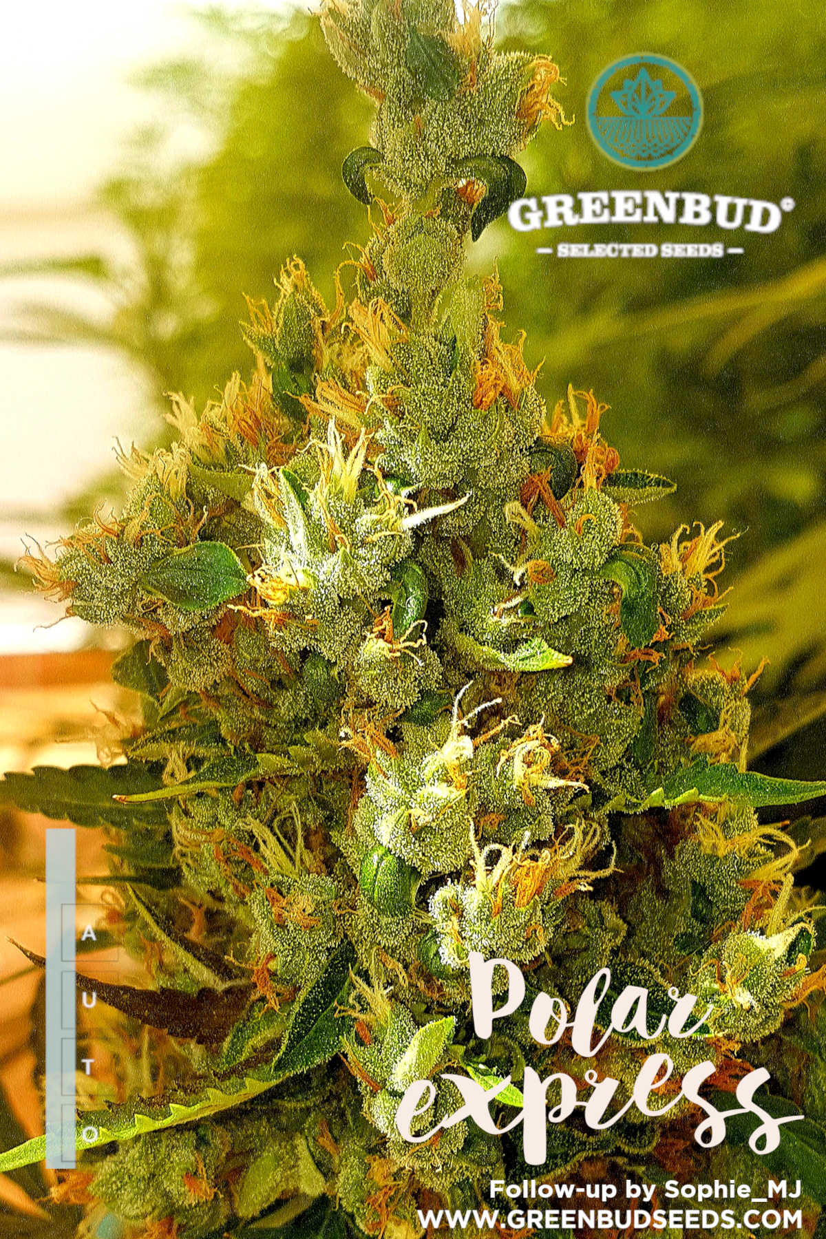 POLAR EXPRESS * Follow up * – Greenbud seeds