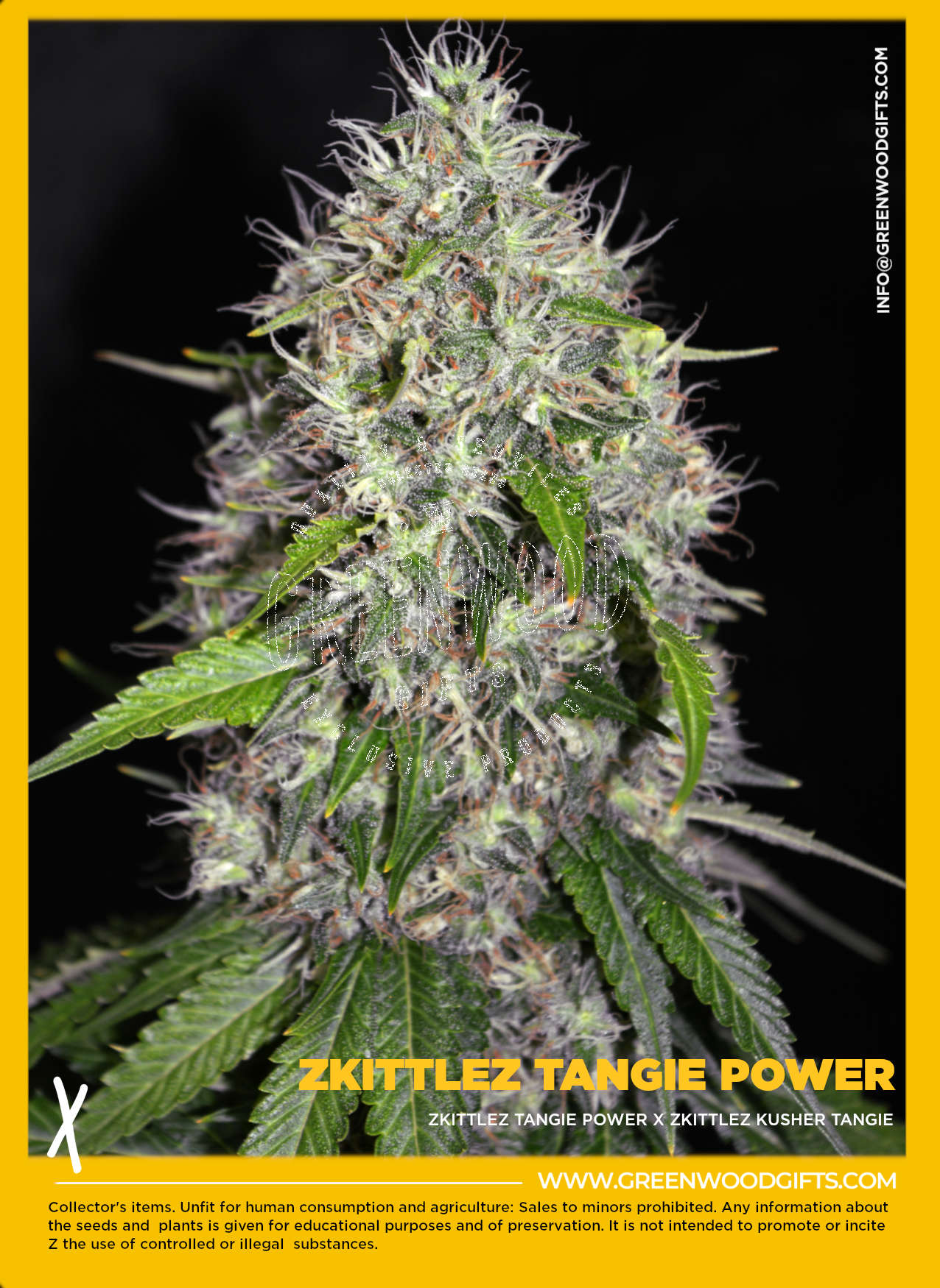 ZKITTLEZ TANGIE POWER GALLERY – Greenbud seeds