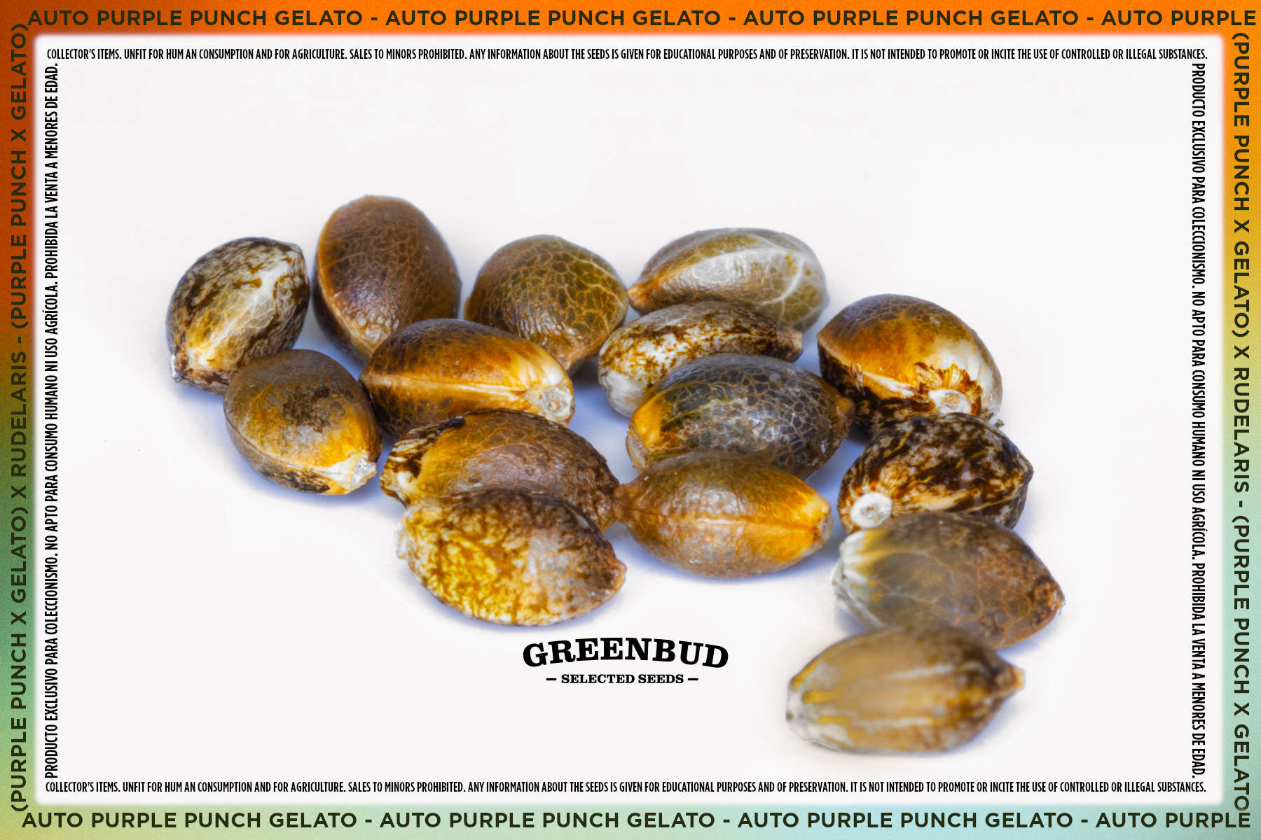 PURPLE PUNCH GELATO AUTO – Follow up – – Greenbud seeds