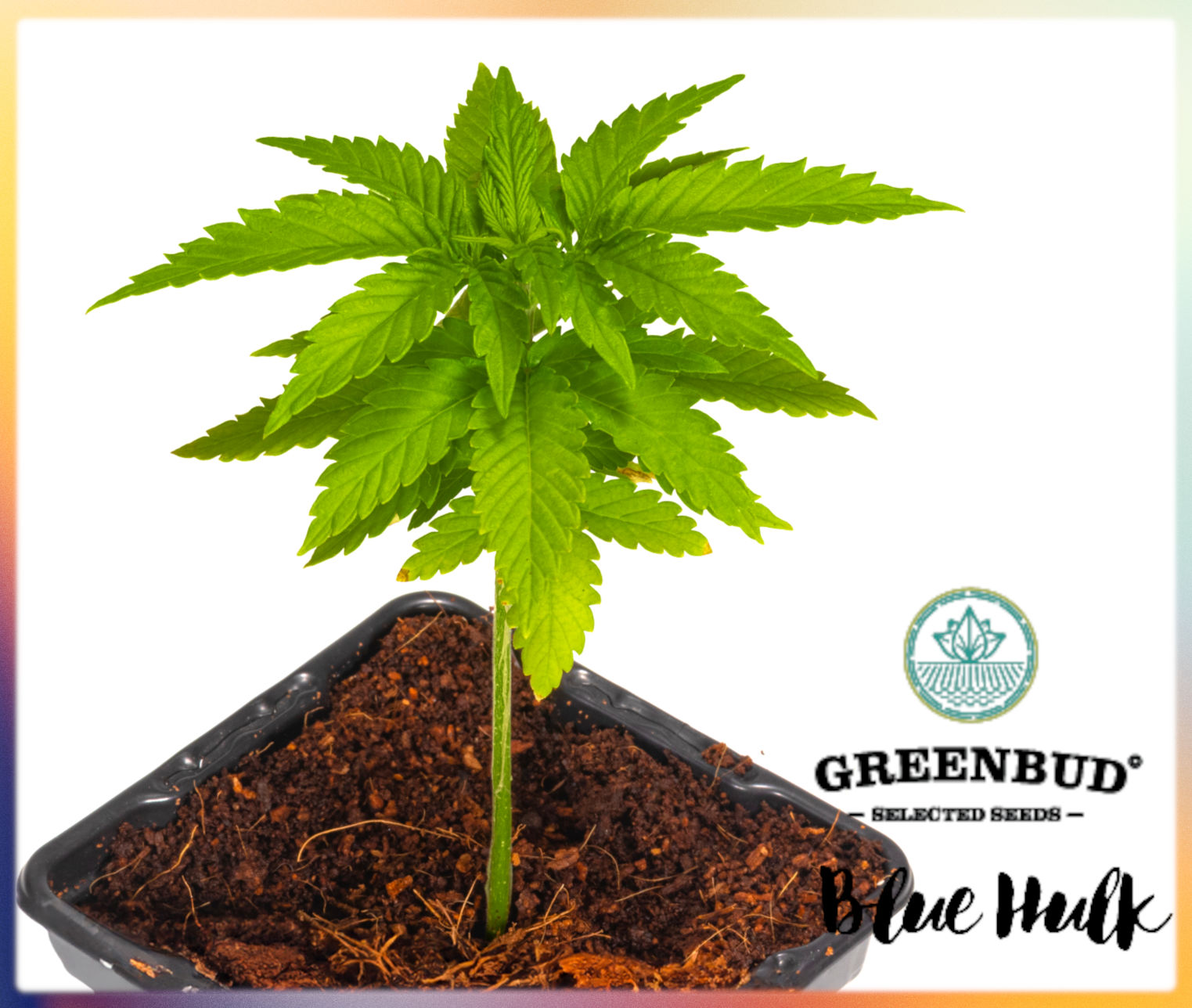 BLUE HULK *Follow up* – Greenbud seeds